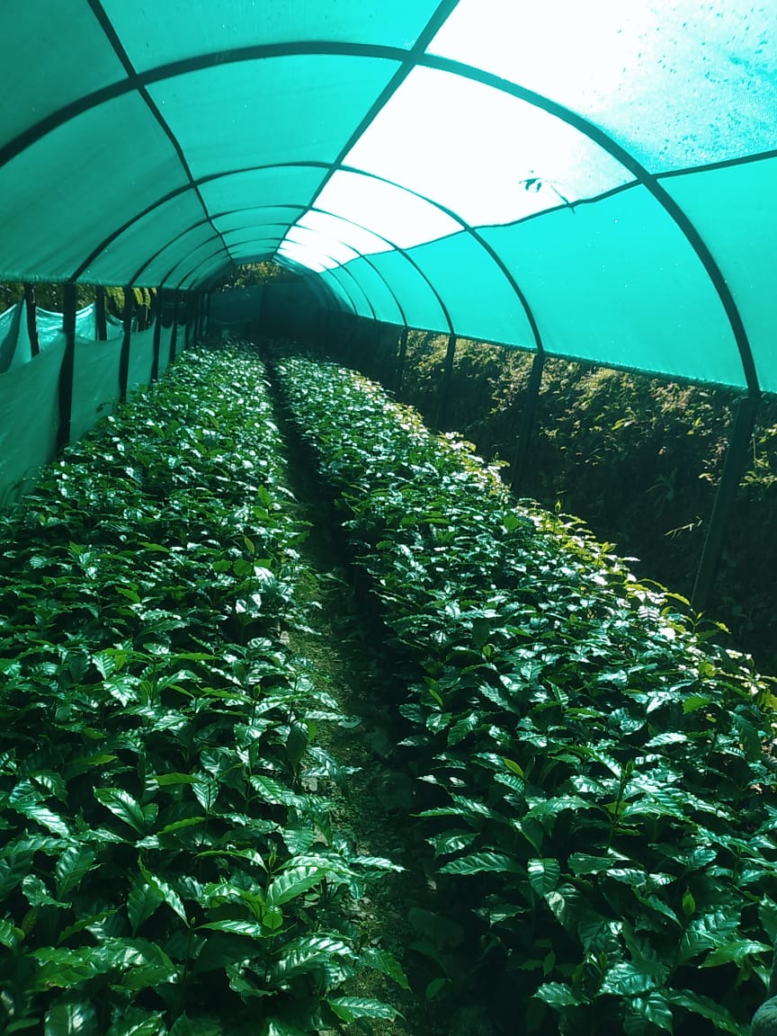 Gallery - Gulmi Coffee Estate